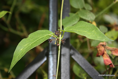 Black Swallowwort – CISMA