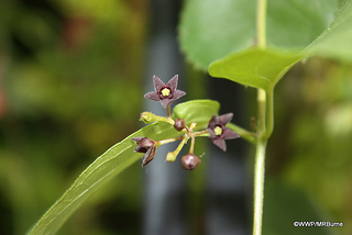 Black Swallowwort – CISMA