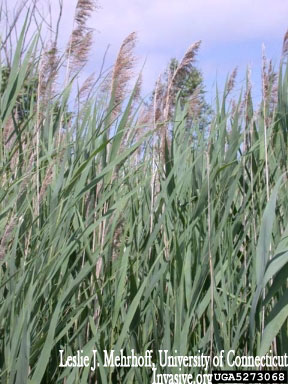 Common Reed – CISMA